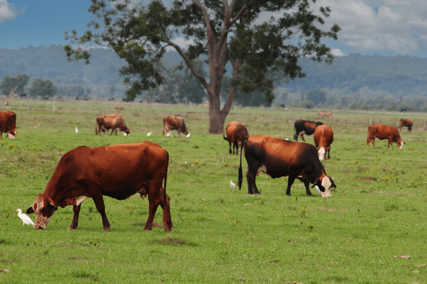 Sapi Brahman: Si Gagah yang Jadi Primadona Peternakan - Teramoo