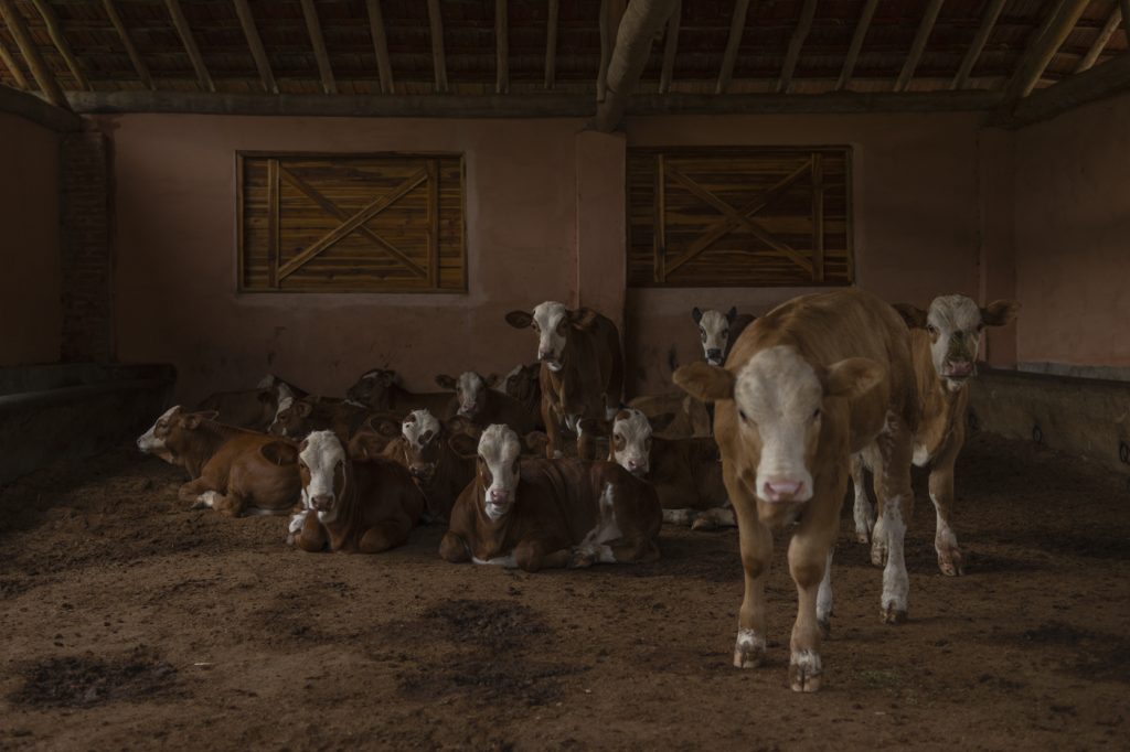 Peternakan Sapi Campuran: Solusi Cerdas Maksimalkan Cuan!